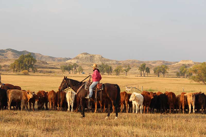 Fall Season — Harding Land & Cattle Company